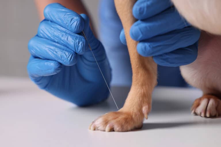 Acupuncture - Australian Veterinary Association