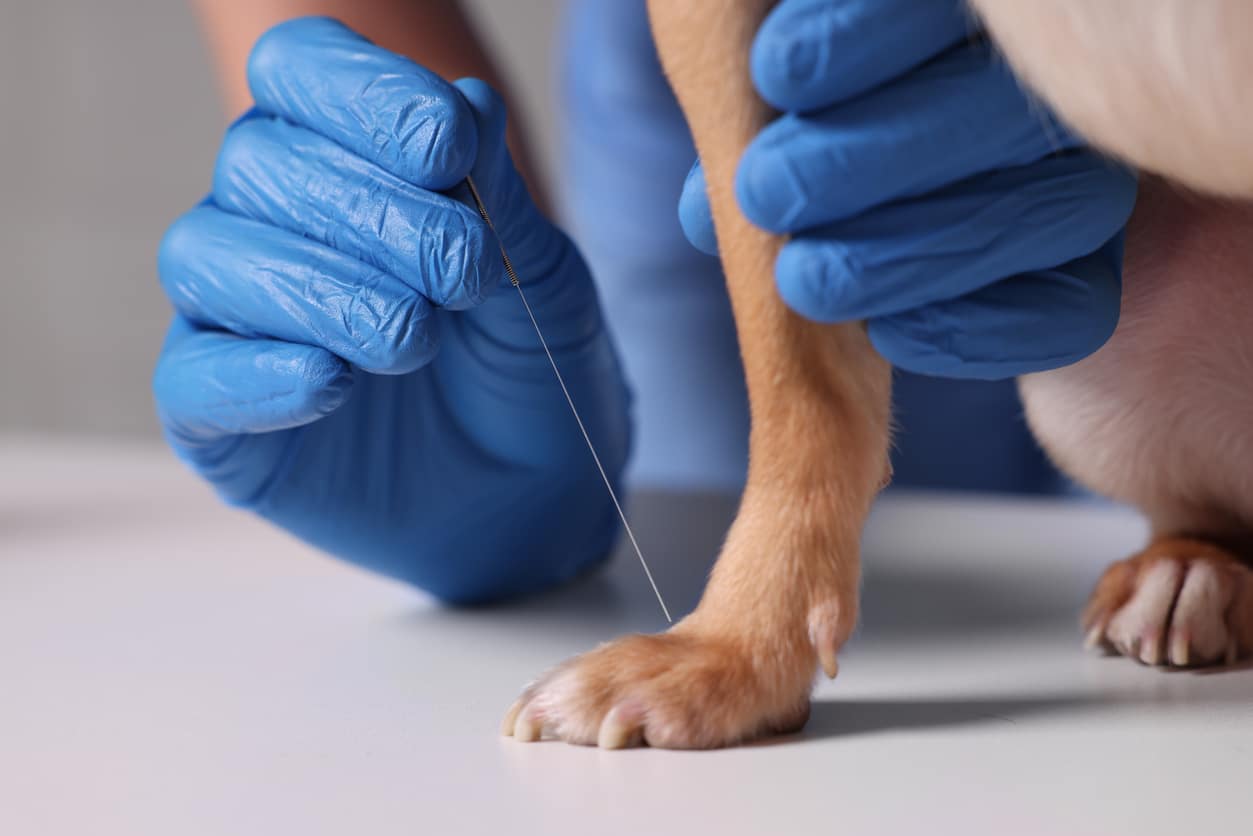 Acupuncture - Australian Veterinary Association